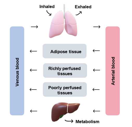 Introduction to physiologically based pharmacokinetic (PBPK) modelling - Handbook 2021 Workshop ...